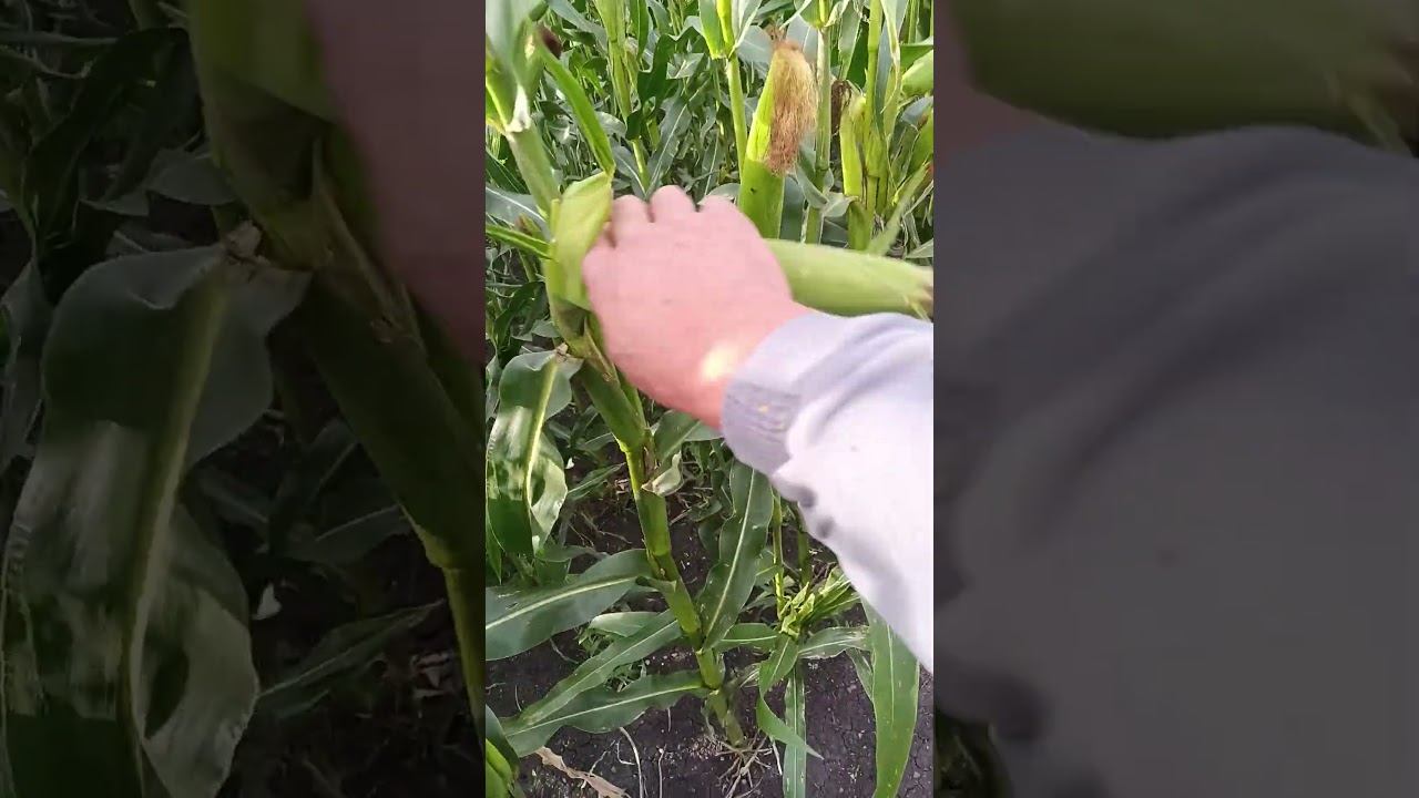 пака не кто не видит