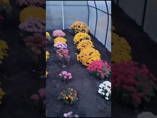 мамины цветы