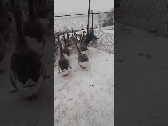 гуси гуси га га га есть хотите ну да да