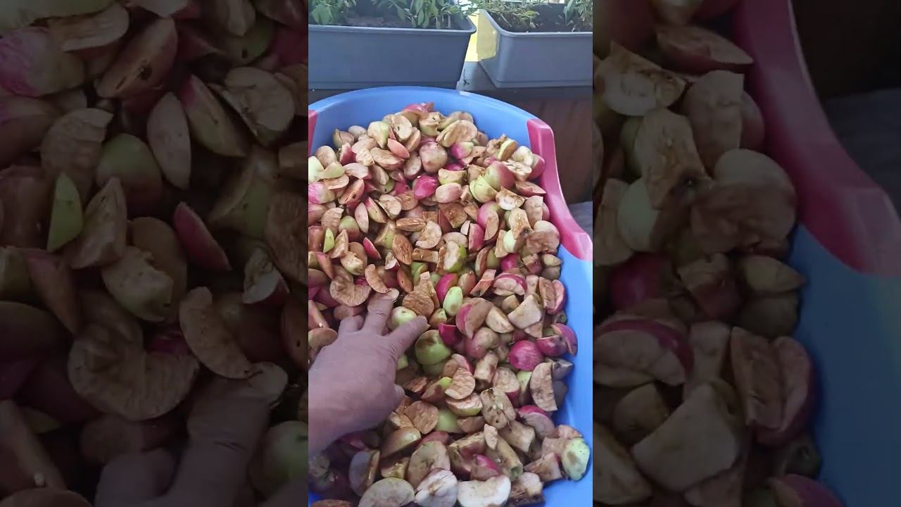 как пиранья