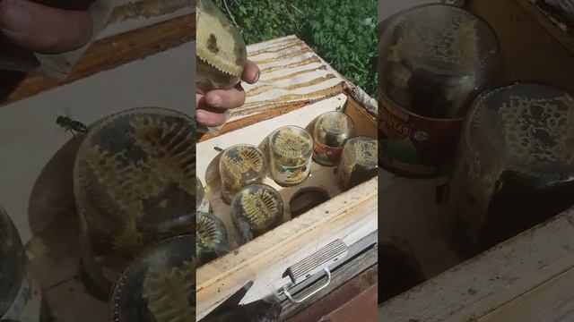 пчелки трудяги