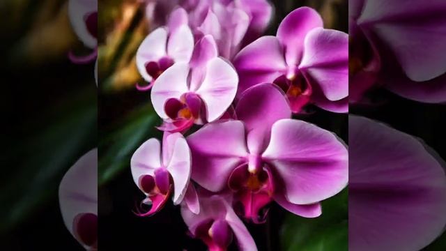 Лавр Ухин Альравны (глава 5)