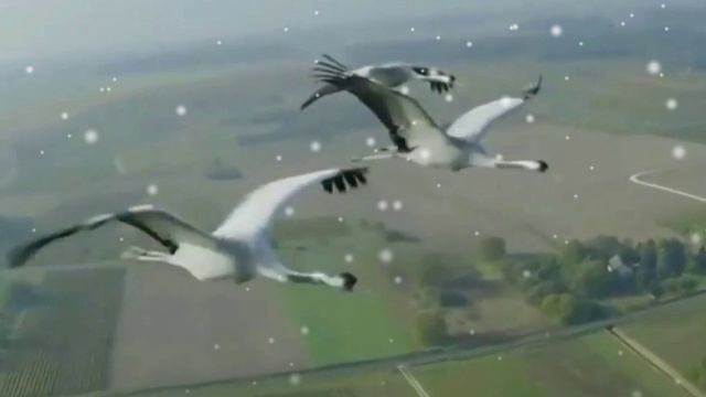 Шлю с журавлями я привет