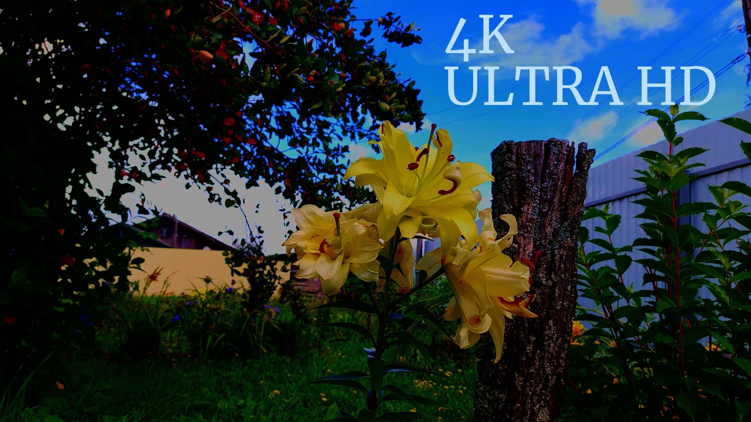 «Цветы Любви: Успокаивающая Медитация с Флоксы и Лилии»