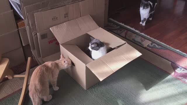 Сеня, Беня и Ося, 2019