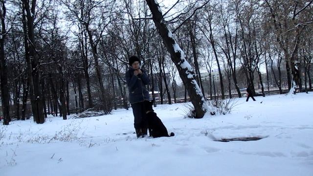 Дрессировка собак. Учебное видео.