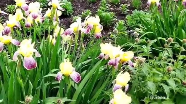 Ирисы - почва и посадка