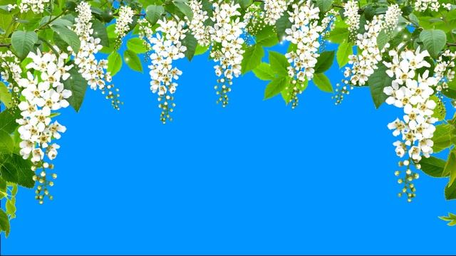 Футаж Черемуха. Фон для видео-монтажа