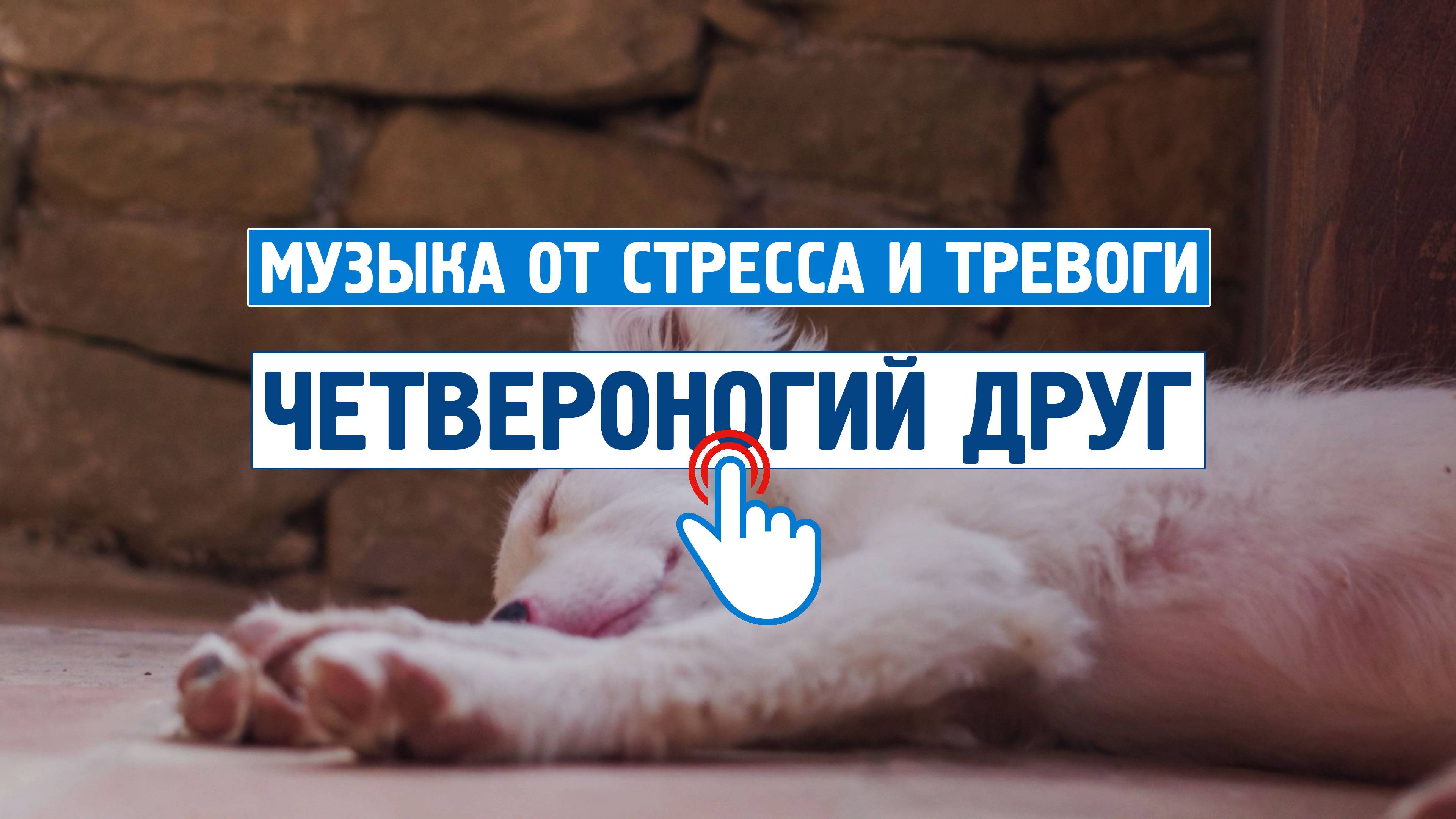 Четвероногий друг \ Музыка от стресса и тревоги \ Спокойная, успокаивающая музыка