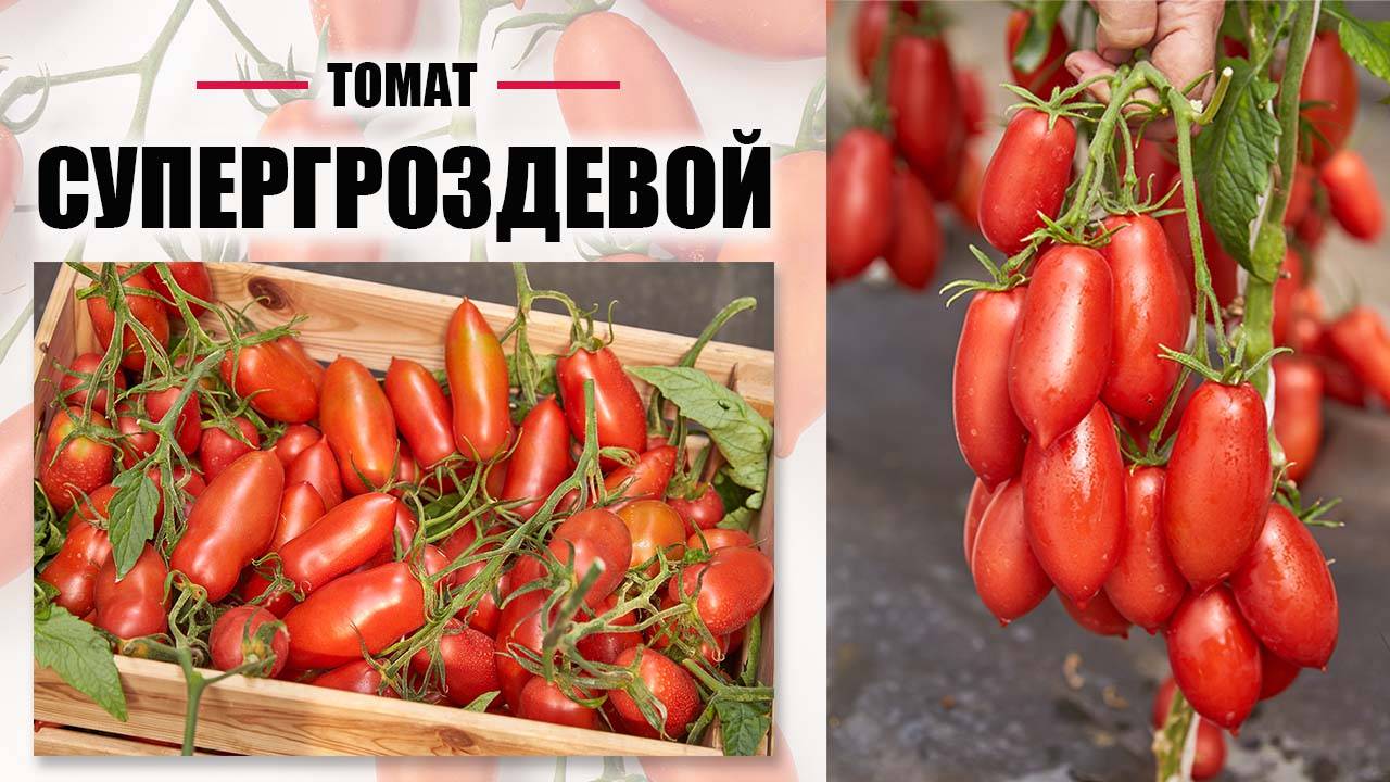 Томат СУПЕРГРОЗДЕОЙ