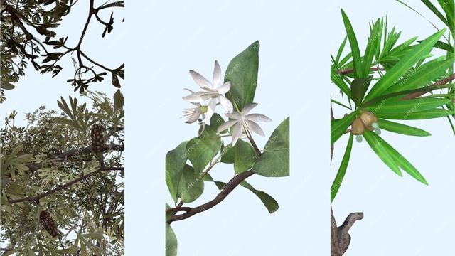 Видео с анимацией - растения