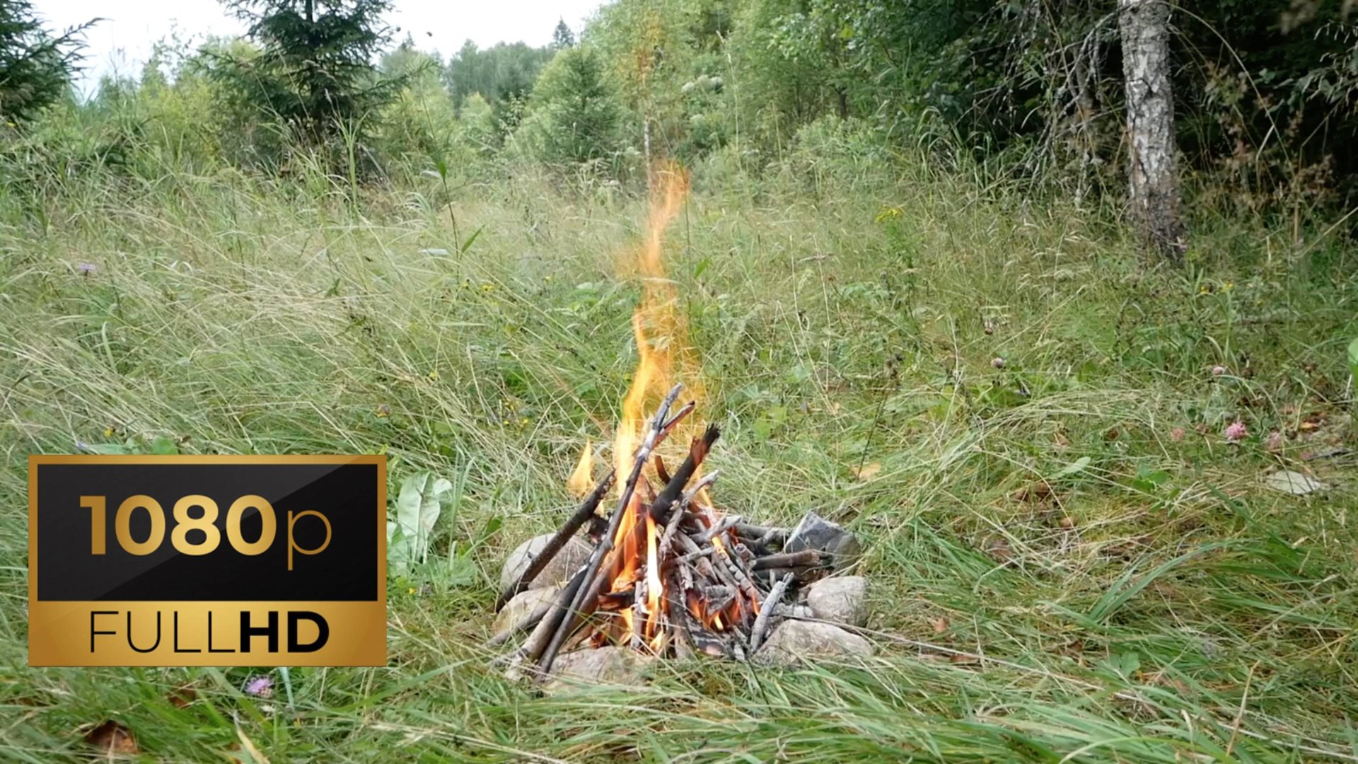Костер на опушке леса. Расслабляющие звуки огня. / Campfire. 1 час. FullHD.