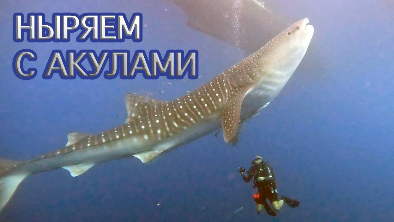 Ныряем с Китовыми Акулами в Индонезии
