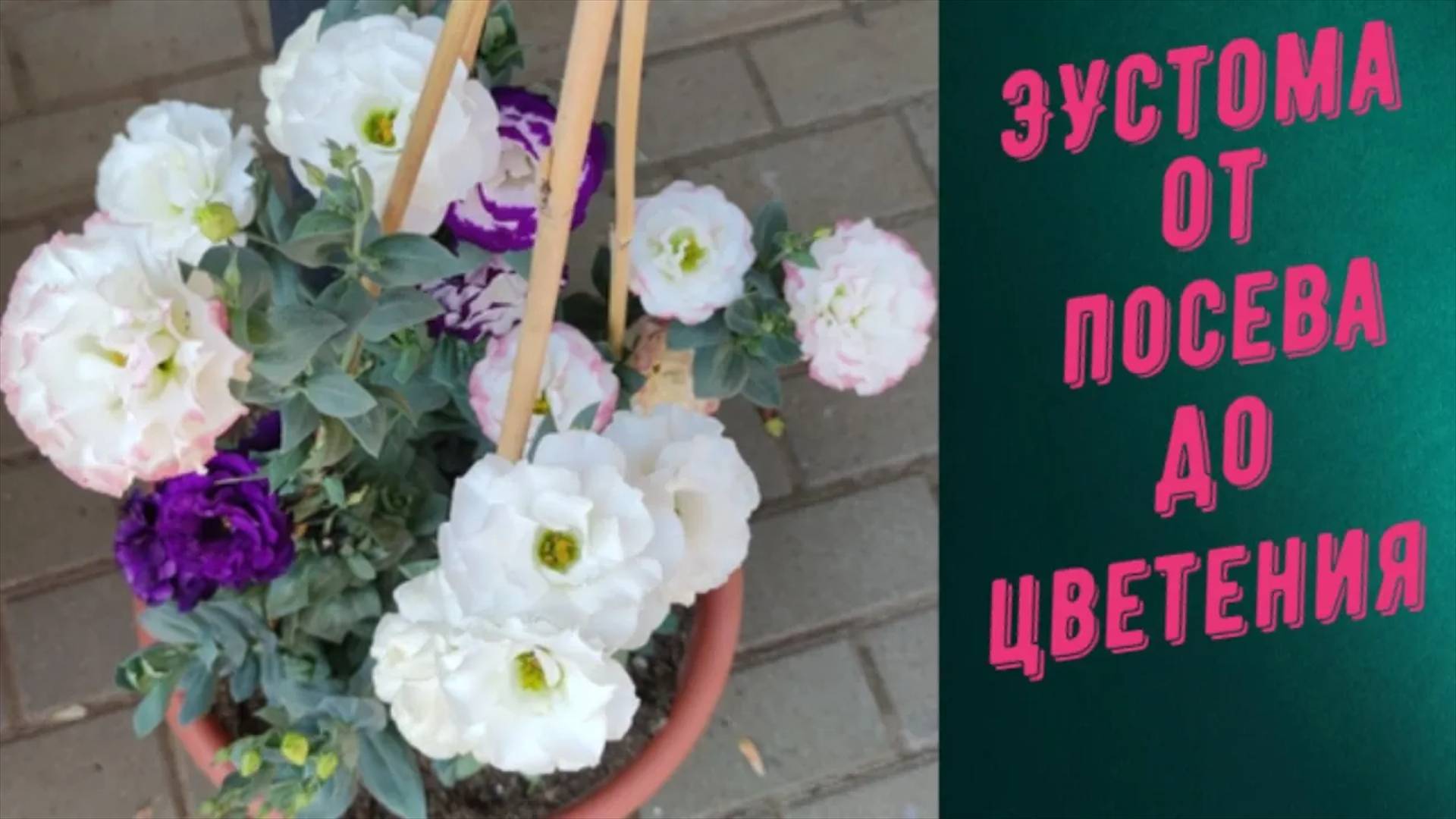 ЭУСТОМА. ВЫРАЩИВАНИЕ ИЗ СЕМЯН от А до Я.