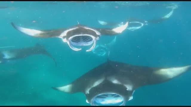 Biyadhoo Maldives, манты. Ноябрь 2022