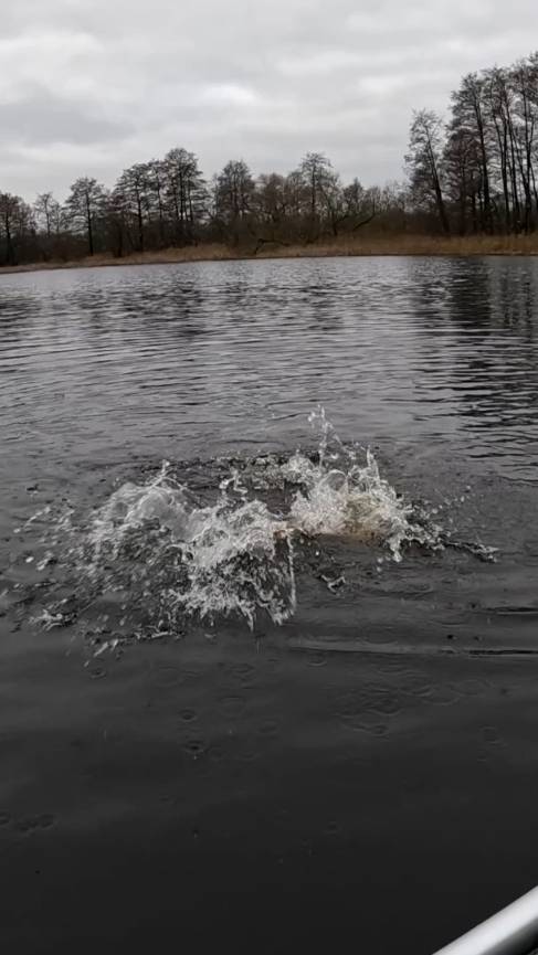 Ух как долго ждал этого дельфина!!!