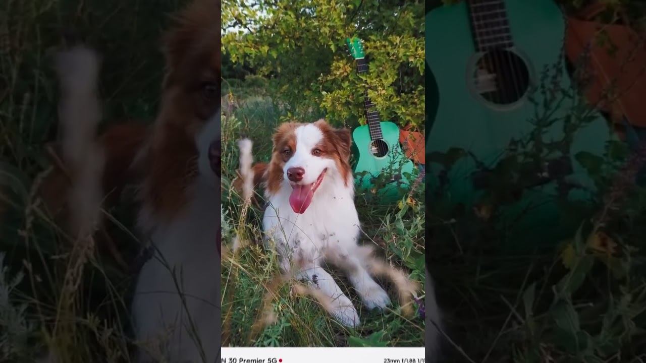 Прогулки с хвостатым другом и TECNO Camon 30 Premier 5G #TECNO