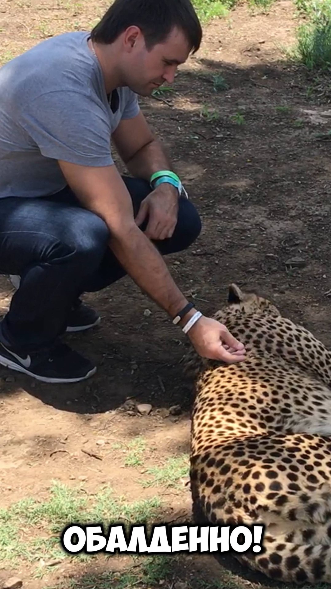 ОХ и ПОЗНАКОМИЛСЯ я побиже с Леопардом! НЕПЕРЕДАВАЕМО!