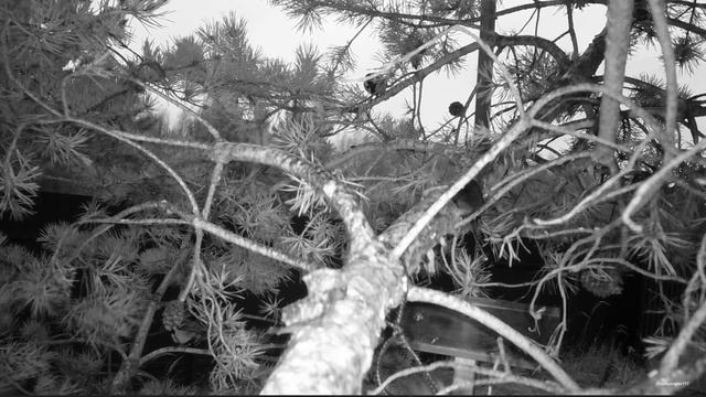 Что делают синички в кроне сосны?