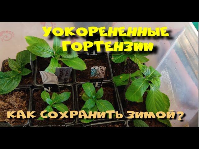 Укорененные черенки гортензии зимой