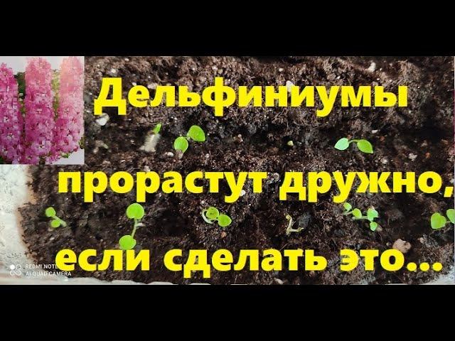 Дельфиниумы из семян прорастут дружно, если...
