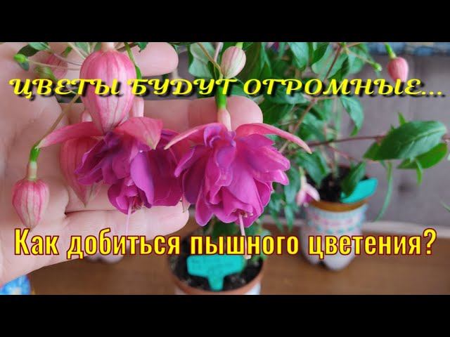 Как получить пышное цветение?