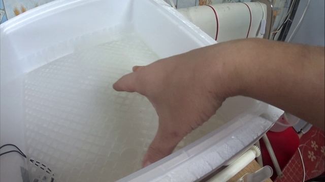 15 дней инкубации