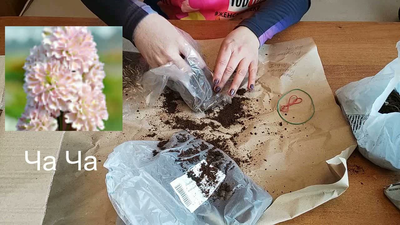 Дельфиниумы и хосты из питомника "Русский огород"