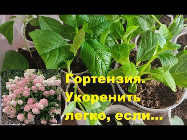 Гортензия. Размножение. 100% результат.