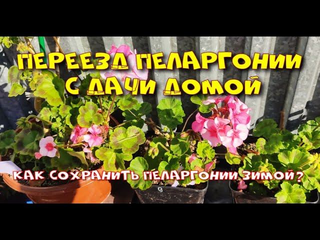 Переезд пеларгонии домой. Как подготовить растения к зимовке.