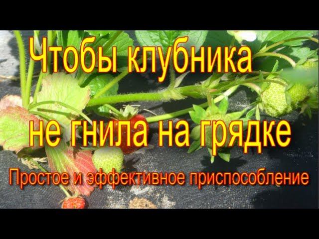Клубника. Профилактика болезней. Серая гниль.