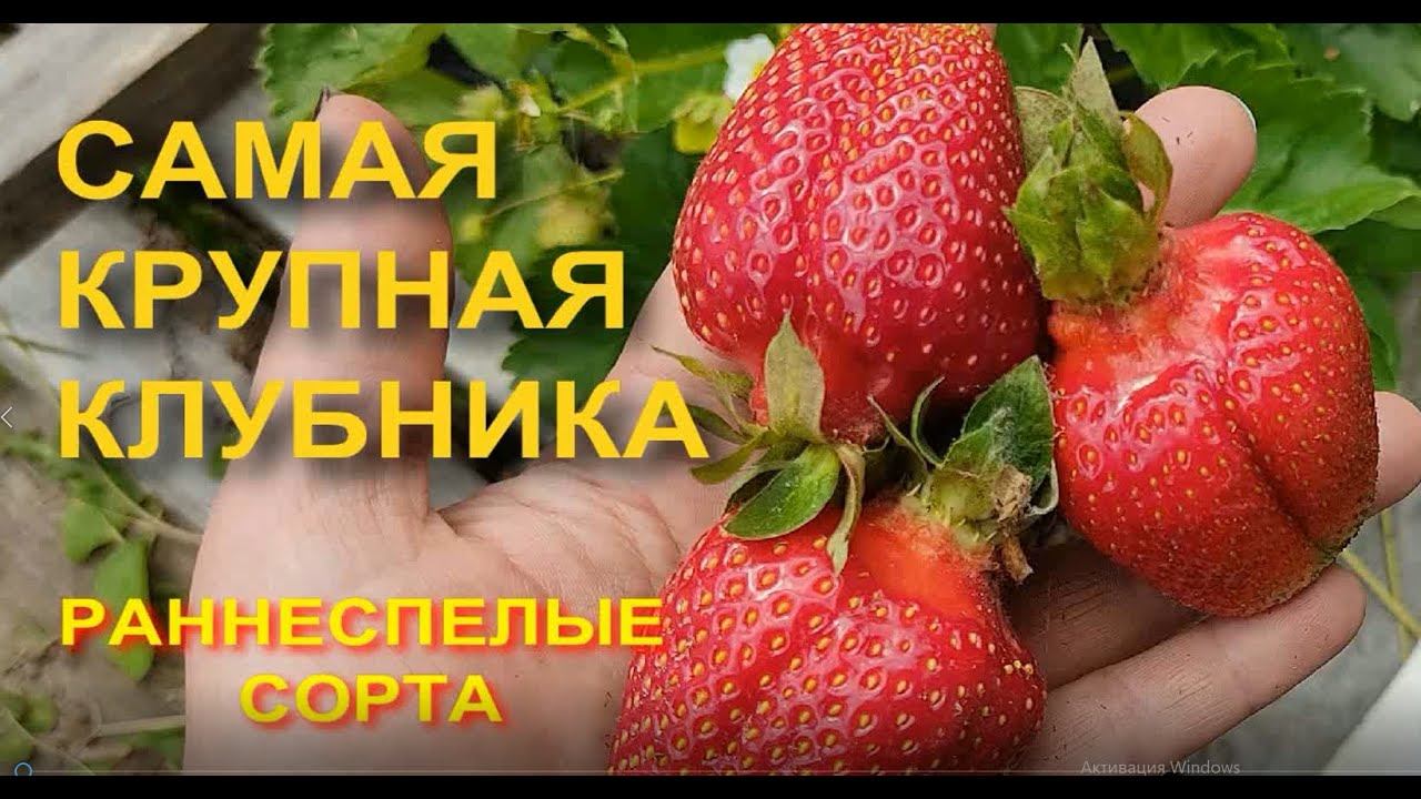 Топ крупноплодной клубники для Сибири! ч. 1 (Ранние сорта)