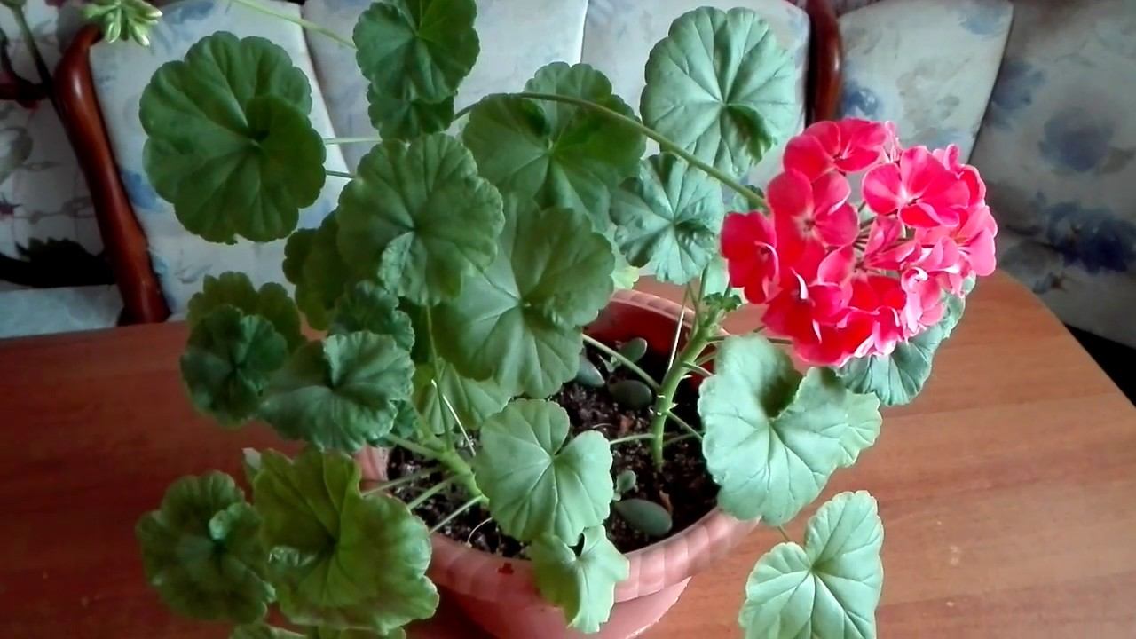 Пеларгония, герань из семян. Часть 2. Через 6 месяцев зацвела