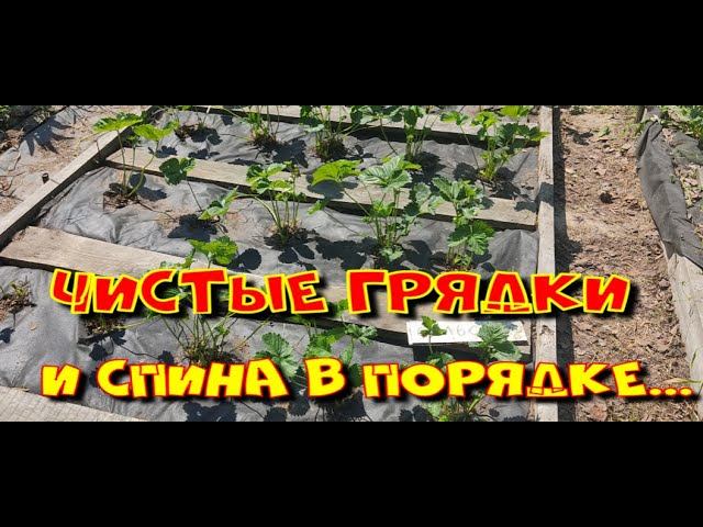 Чистые грядки и спина в порядке.