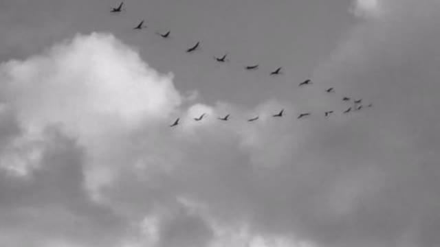 " Журавли "  ( Ян Френкель, Расул Гамзатов )