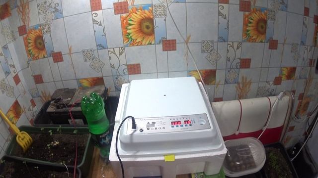 Бизнес на перепелах