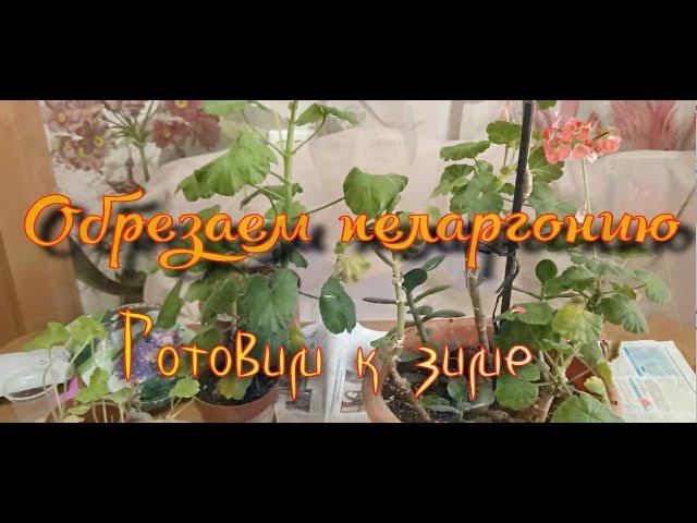 Герань осенью. Обрезка и зимовка.