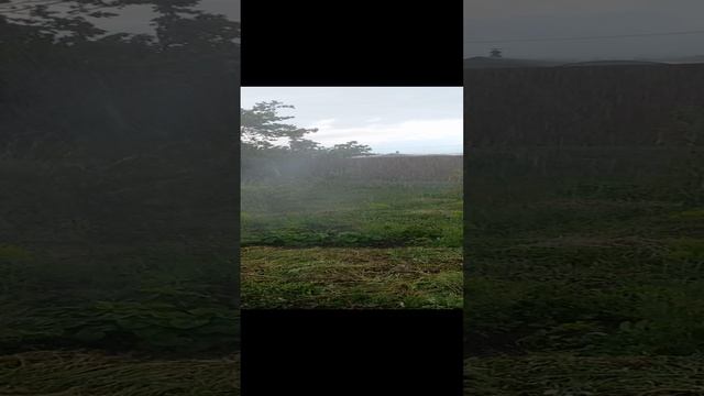 Когда только полила)