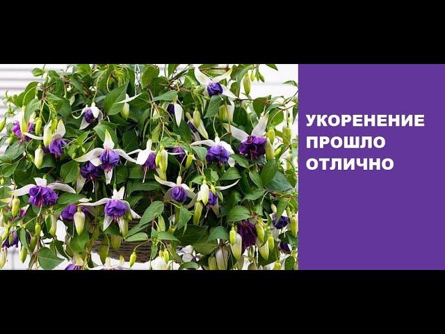 Результат укоренения фуксии - отличный результат!