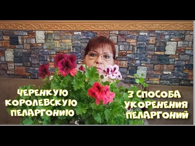 3 способа укоренения королевской пеларгонии