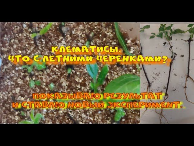 Клематисы  Итог летнего черенкования  Ч 2