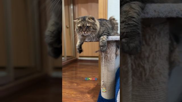 Какая игрушка осталась в коробке?🎁😸 #котики #юмор #животные