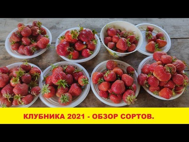 Клубника (садовая земляника). Обзор крупных сортов.