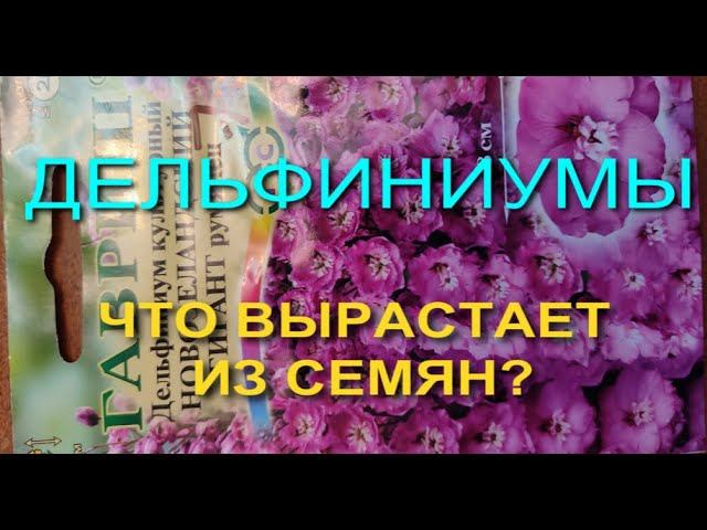 Дельфиниум новозеландский и тихоокеанский. Цветение.