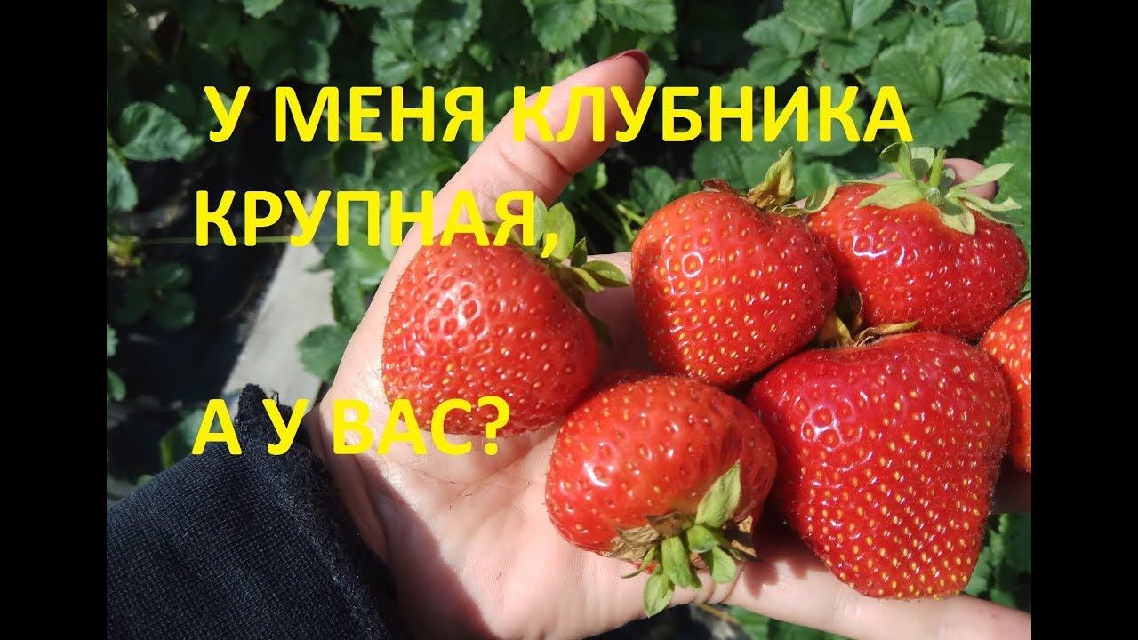 ПОЧЕМУ МЕЛЬЧАЕТ КЛУБНИКА? #клубника #крупная #выращивать