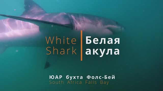 Рядом с белой акулой | 2017