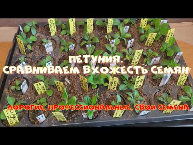 Всхожесть семян петунии. Сравниваем дорогие, дешевые, свои семена. Ч.4