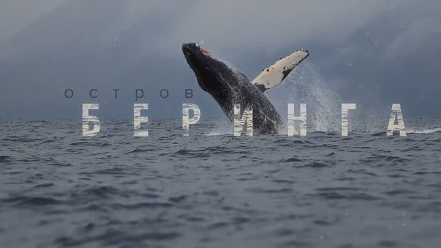 Остров Беринга | 2017