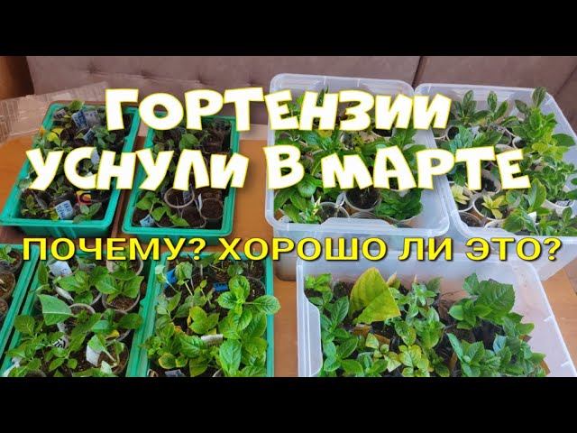 Гортензии уснули в марте. Хорошо это или плохо?