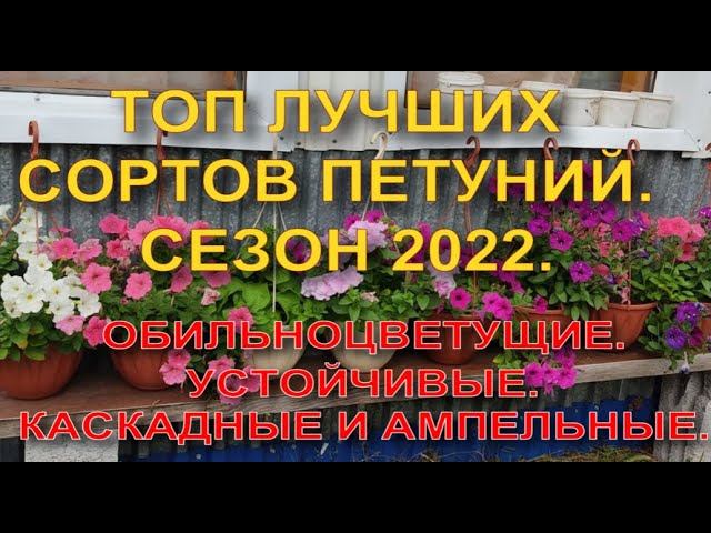 ТОП самых лучших петуний сезона 2022 г.